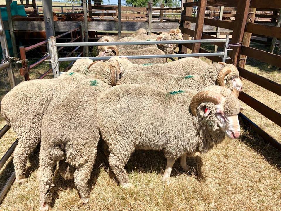 Merino Australiano - La Empastada