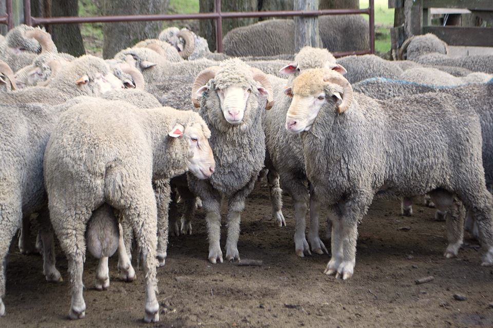 Merino Australiano - La Empastada
